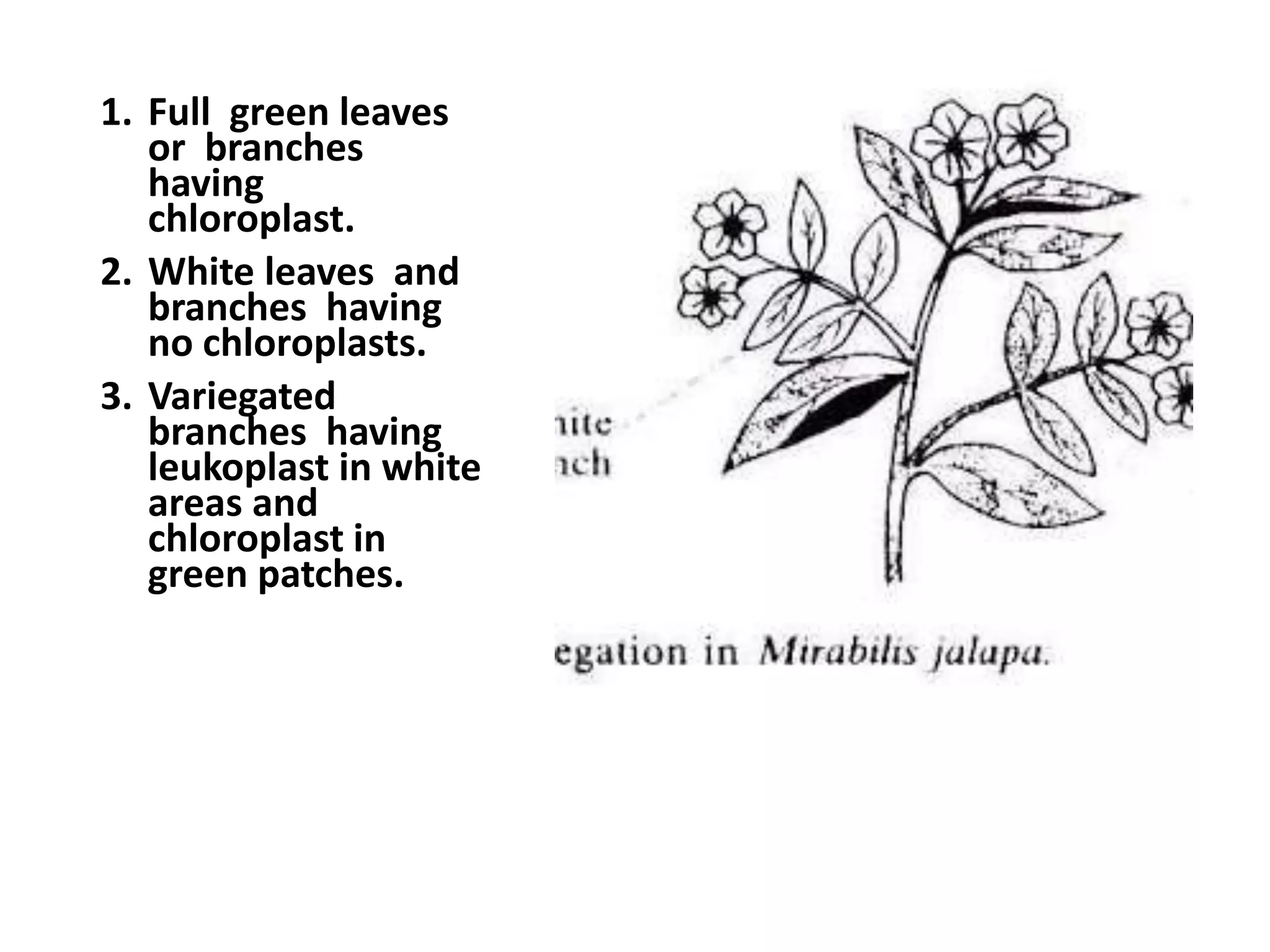 Maternal inheritance of chloroplasts dna | PPTX
