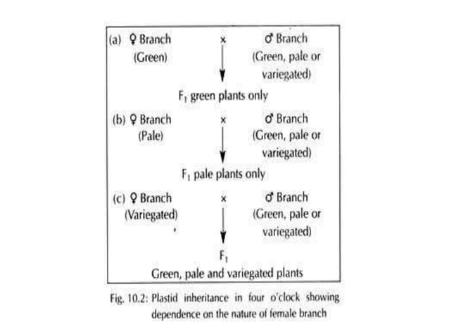 Maternal inheritance of chloroplasts dna | PPTX | Biological Sciences ...