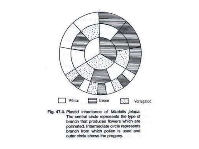 Maternal inheritance of chloroplasts dna | PPTX | Biological Sciences ...