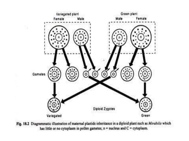 Maternal inheritance of chloroplasts dna | PPTX | Biological Sciences ...
