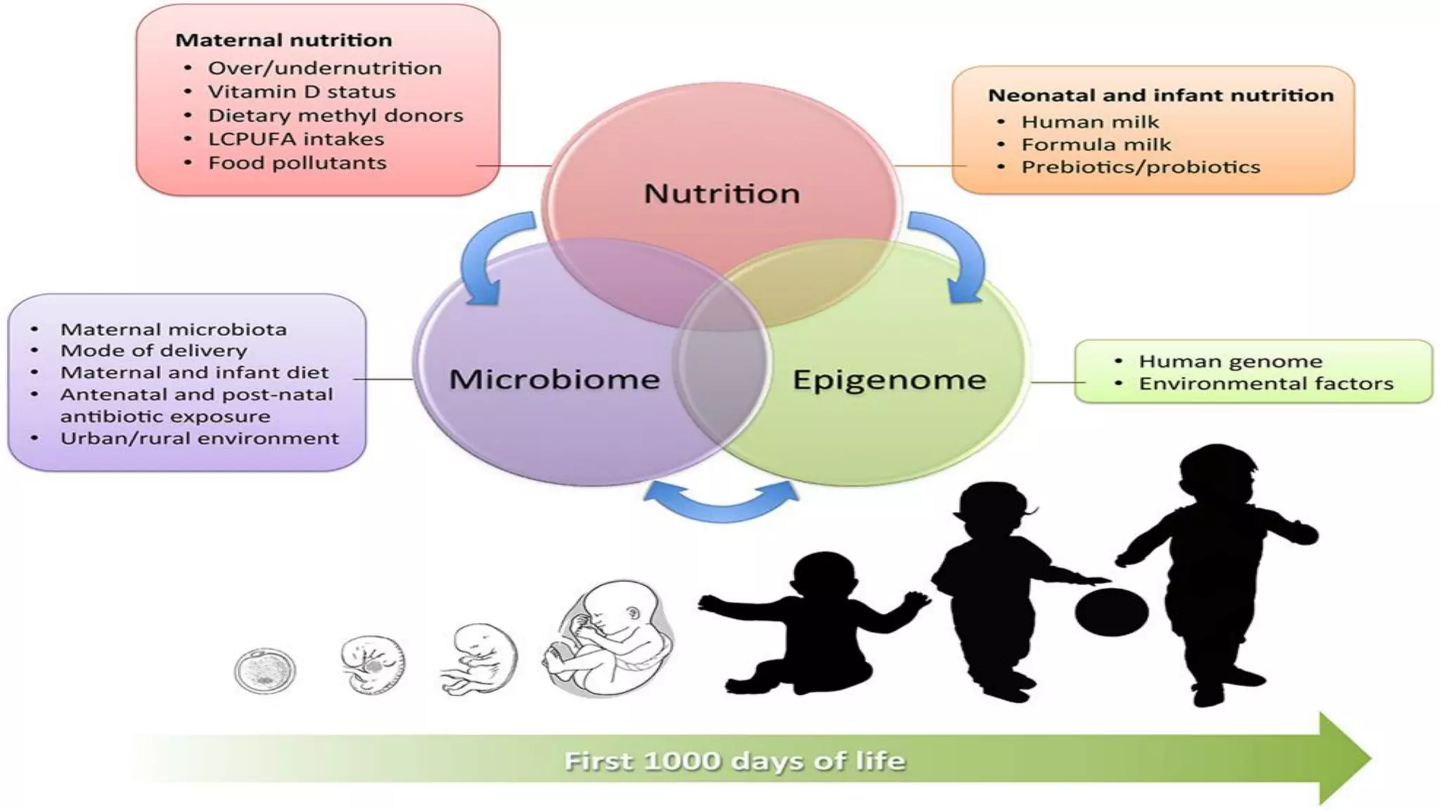 Maternal Nutrition and Epigenetics | PDF