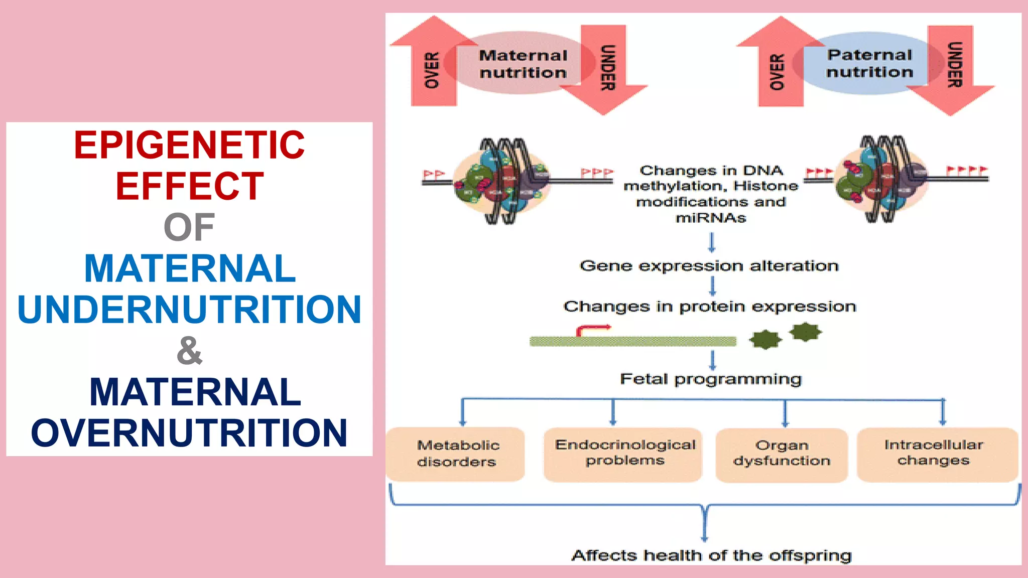Maternal Nutrition and Epigenetics | PDF