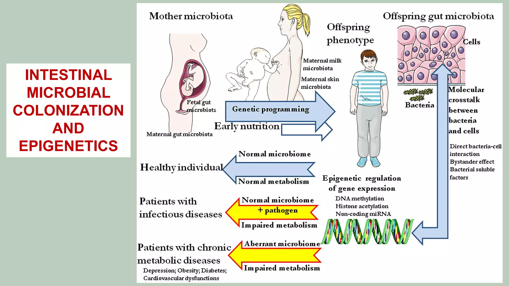 Maternal Nutrition and Epigenetics | PDF