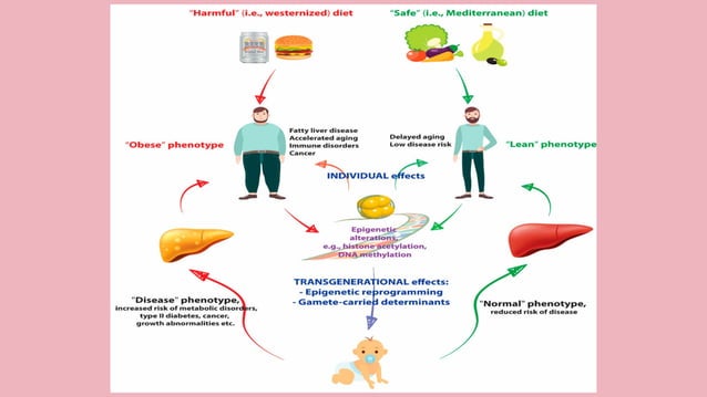 Maternal Nutrition and Epigenetics | PDF | Pregnancy | Reproductive Health