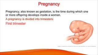 Maternal nutrition slides BY Shan Ali | PDF