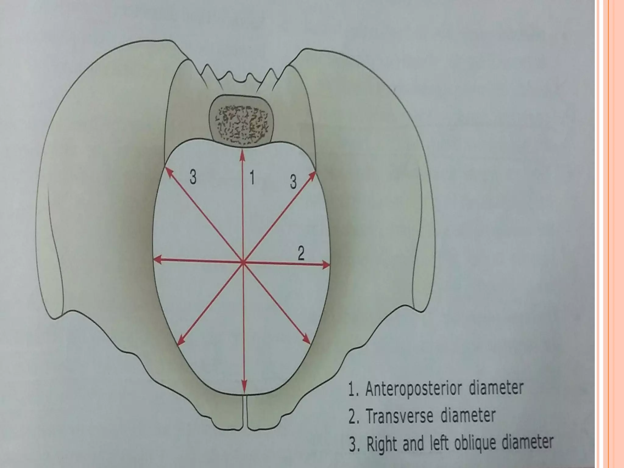 Maternal pelvis | PDF