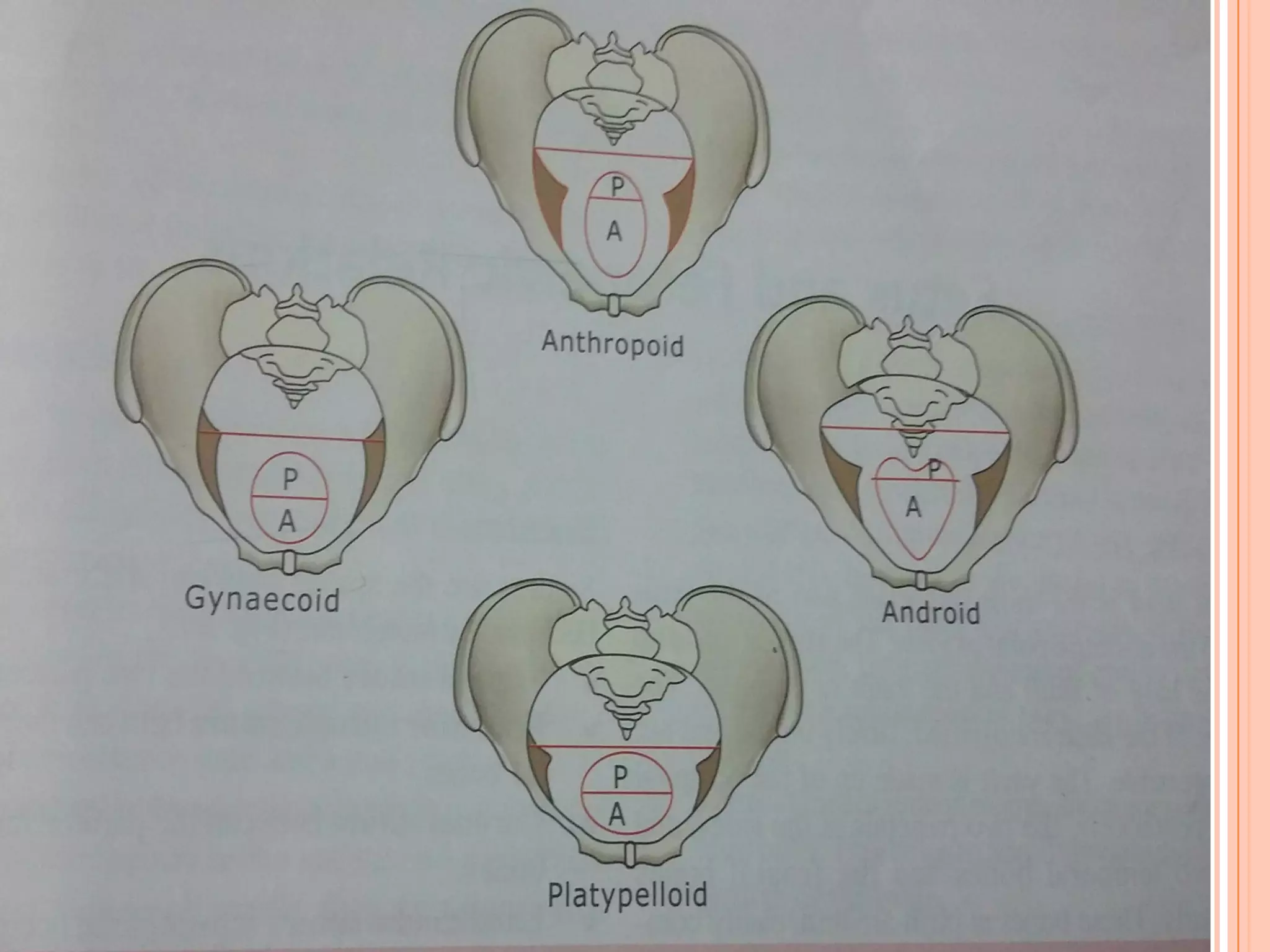 Maternal pelvis | PDF