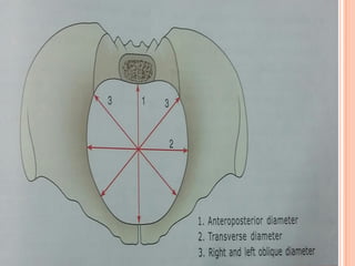 Maternal pelvis | PDF