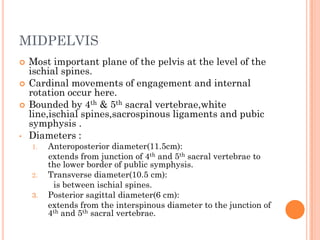 Maternal pelvis | PDF