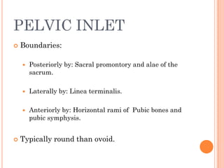Maternal pelvis | PDF