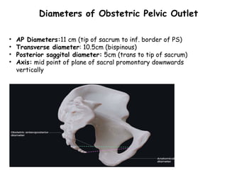 maternal pelvis and it's diameters in obstetrics | PPTX