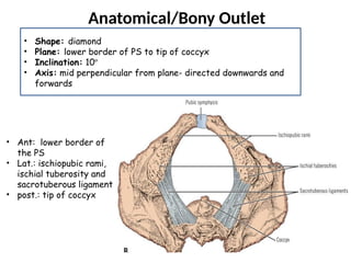 maternal pelvis and it's diameters in obstetrics | PPTX
