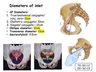 maternal pelvis and it's diameters in obstetrics | PPTX