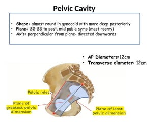 maternal pelvis and it's diameters in obstetrics | PPTX