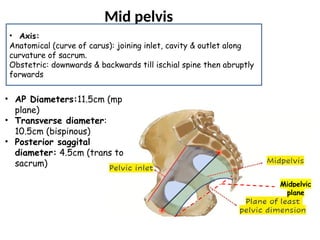maternal pelvis and it's diameters in obstetrics | PPTX