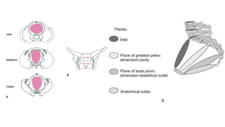 basics of maternal pelvis and general diameters | PPTX
