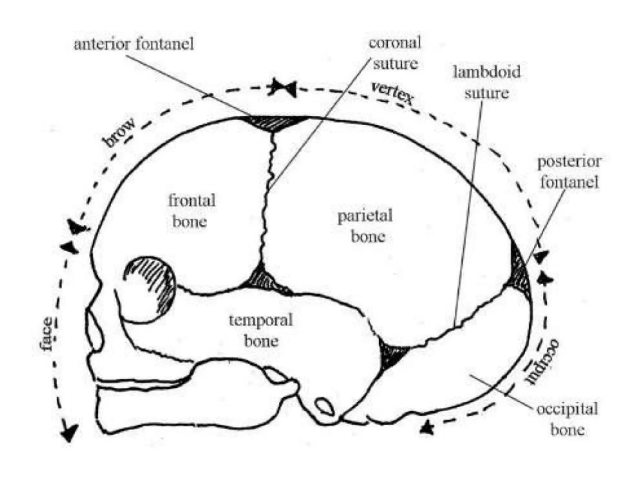 Maternal pelvis and fetal skull | PPTX