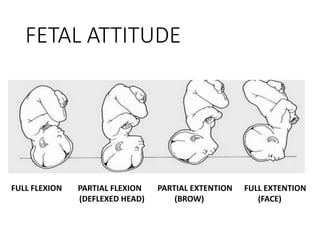 Maternal pelvis and fetal skull | PPTX
