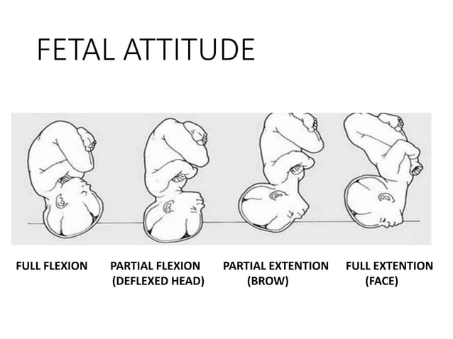 Maternal pelvis and fetal skull | PPTX | Pregnancy | Reproductive Health