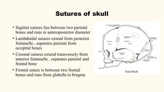 The Maternal Pelvis and Foetal Skull.pptx