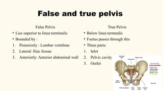 The Maternal Pelvis and Foetal Skull.pptx