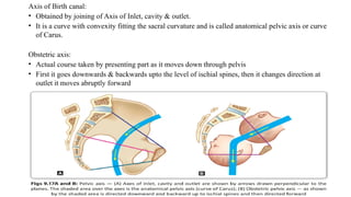 Maternal pelvis & Fetal skull obsterics.pptx