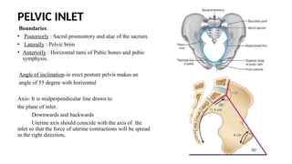 Maternal pelvis & Fetal skull obsterics.pptx