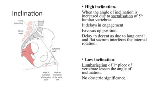 Maternal pelvis & Fetal skull obsterics.pptx