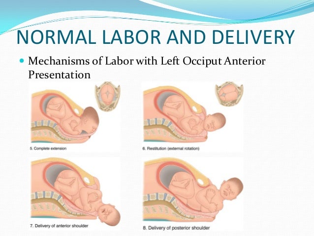 Maternal physiology, prenatal care,normal labor and delivery