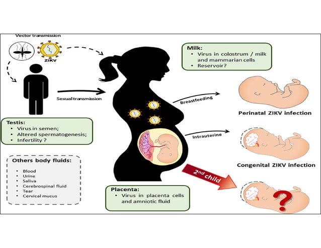 Maternal prenatal and genetic influences on development of defect and disease.pdf