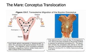 Maternal Recognition of Pregnancy - Muhammad Abdullah Nabeel.pptx
