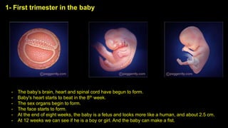 Pregnancy | PPTX