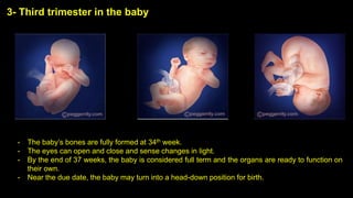 Pregnancy | PPTX