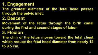 The Normal Labor | PPTX