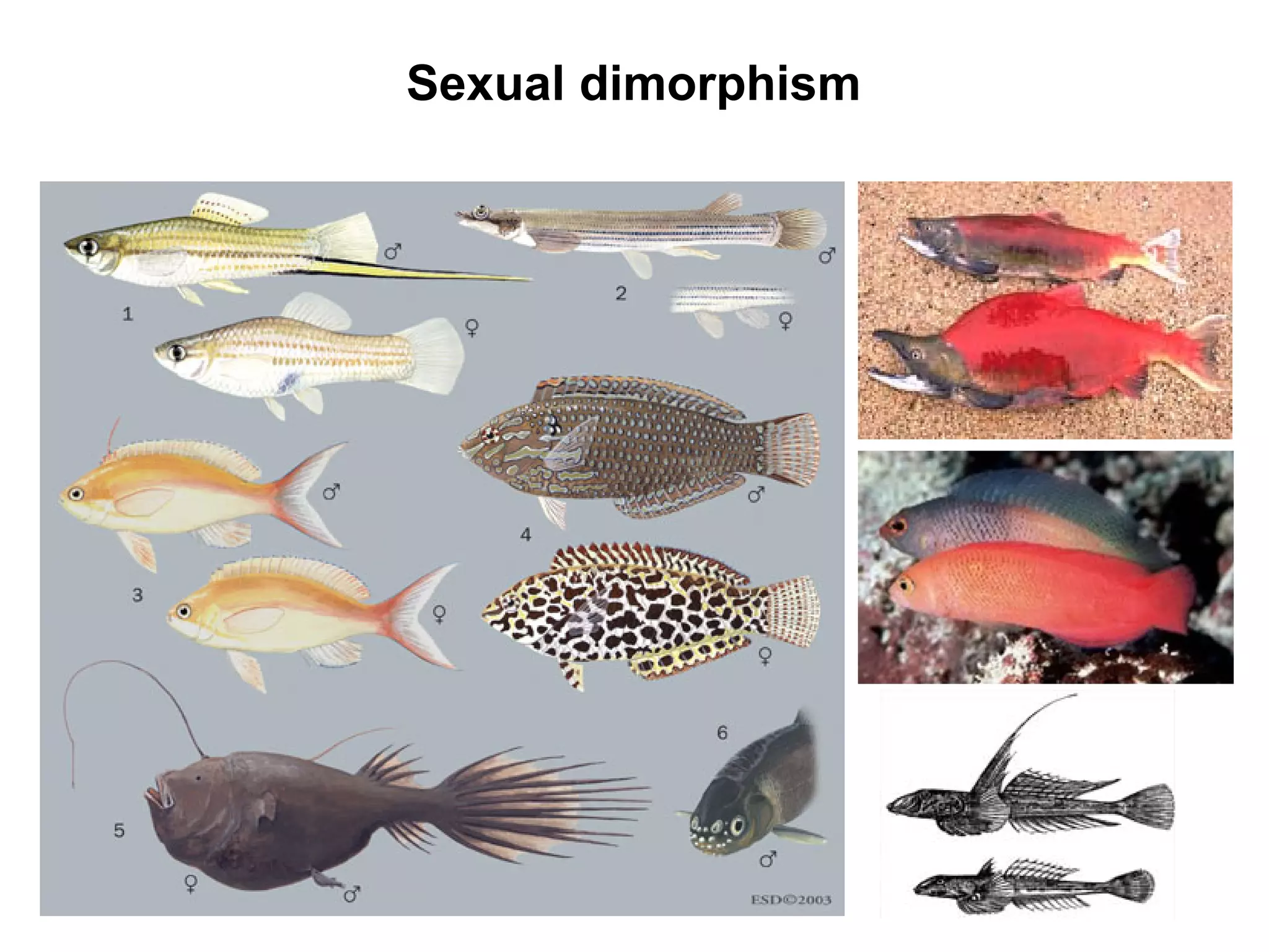 Mate selection (Mating systems) | PDF