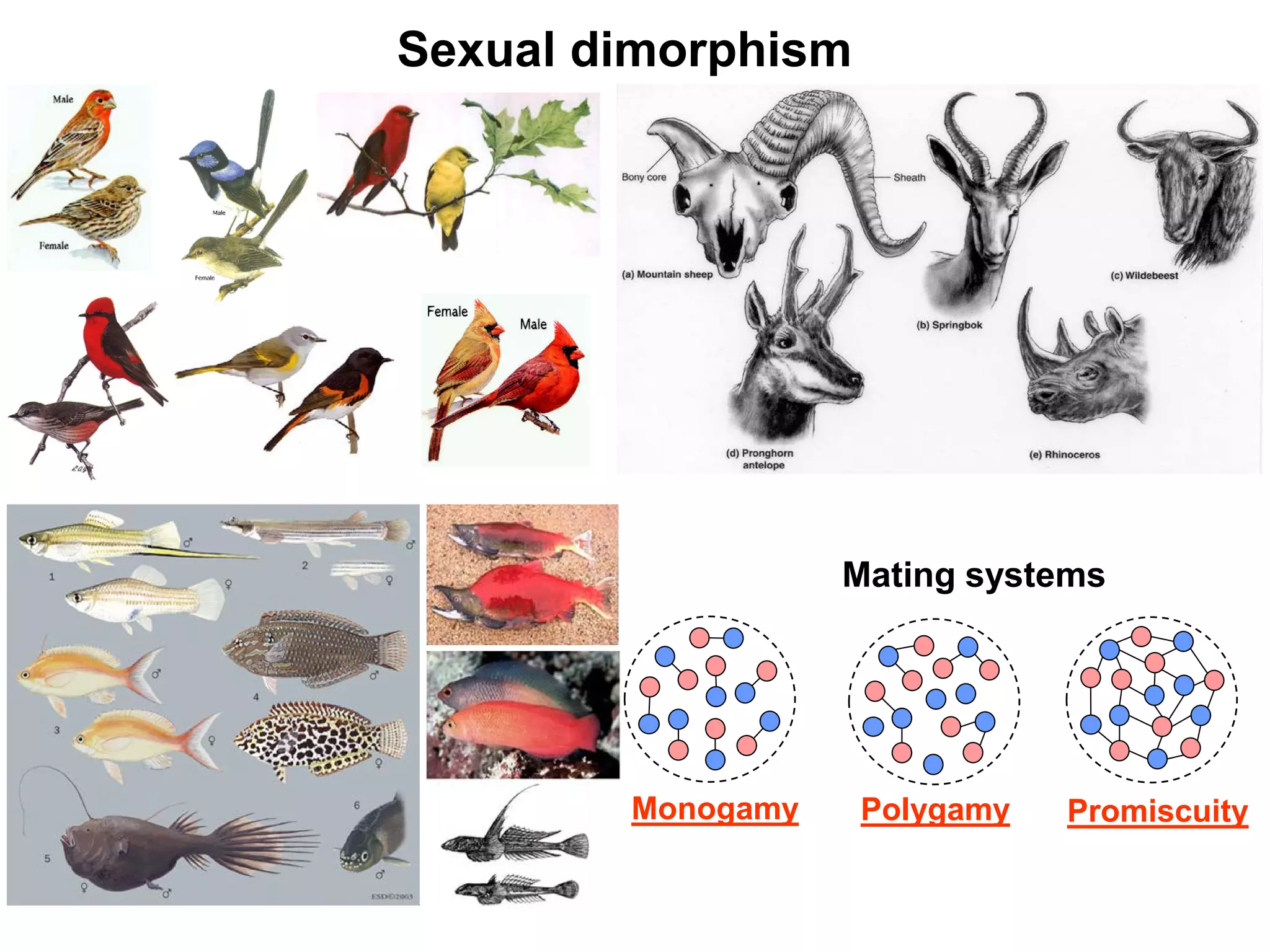 Mate selection: Principles and theories | PDF