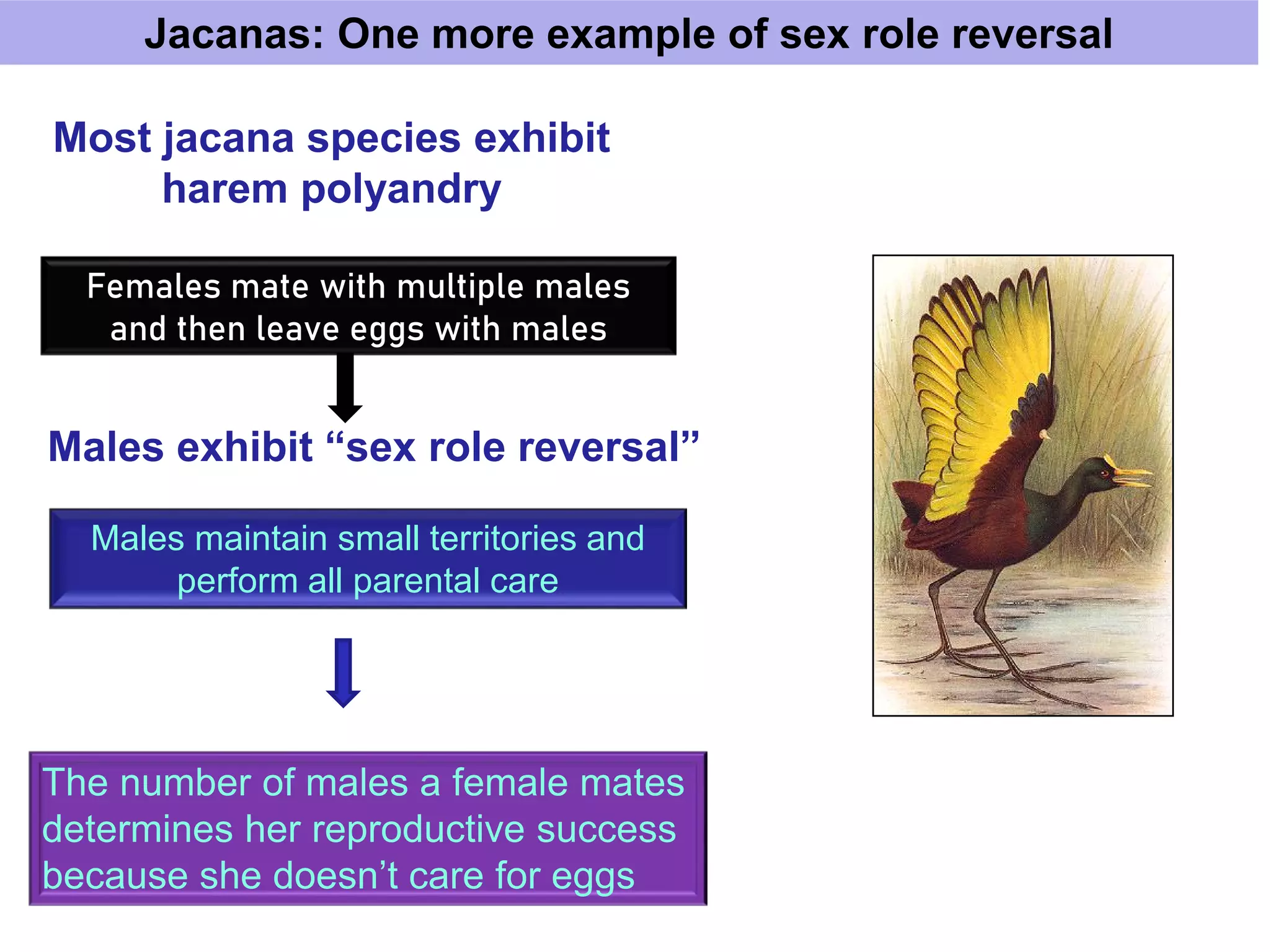 Mate Selection Principles And Theories Ppt
