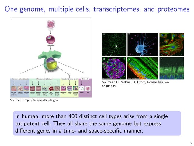 Computational models for the analysis of gene expression regulation and ...