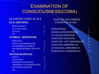 Mathemagical clinical neurology | PPT | Brain and Nervous System ...