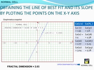 Mathematical modeling in the diagnosis of cancer | PPT