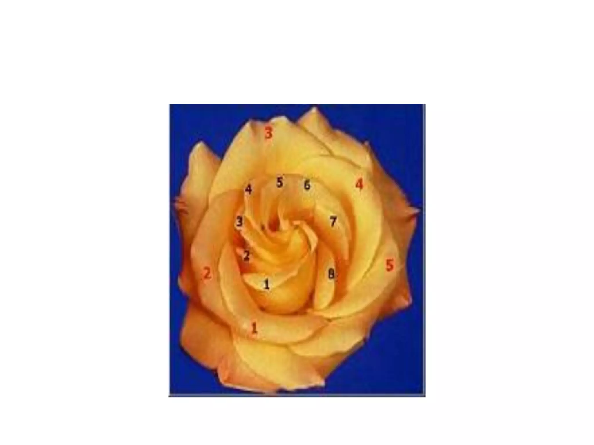 Mathematics in nature | PDF