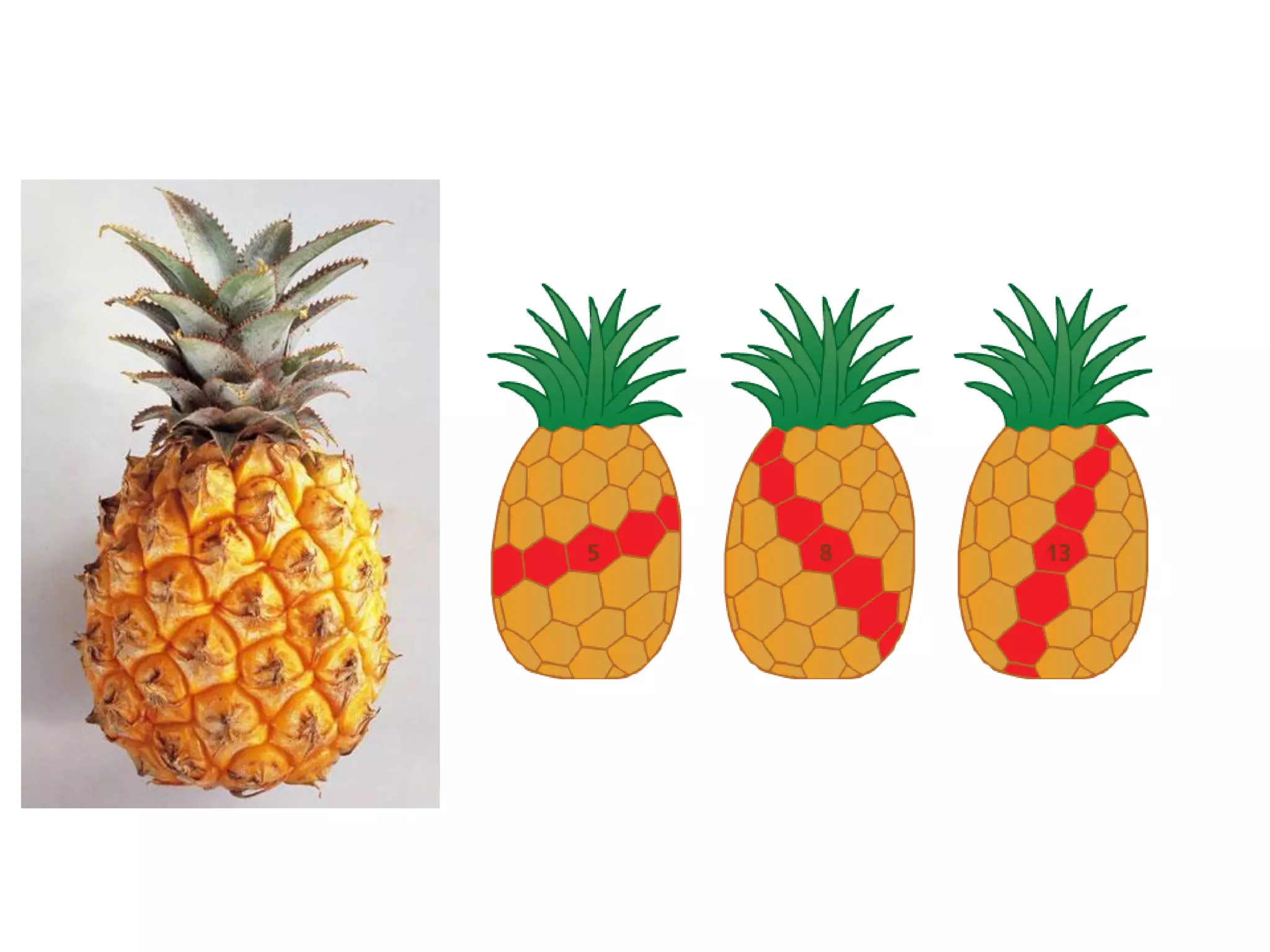 Mathematics in nature | PDF