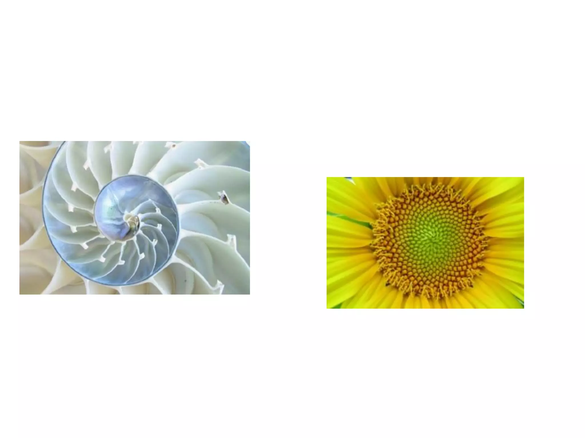 Mathematics in nature | PDF