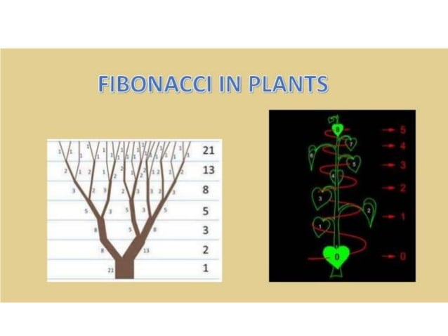 Mathematics in nature | PDF