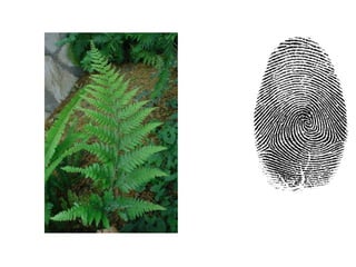 Mathematics in nature | PDF