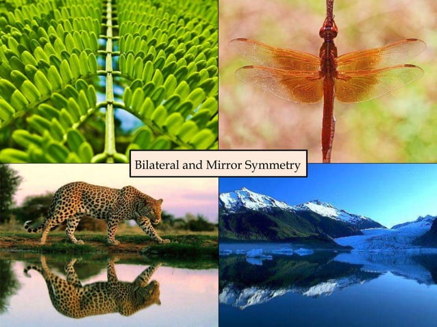 Math in Nature | PPTX