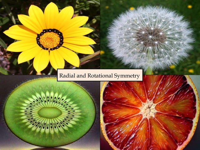 Math in Nature | PPTX