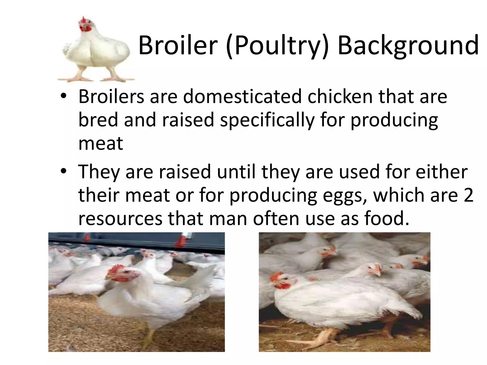 Math Performance Task (Broiler Chicken) | PPTX