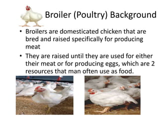 Math Performance Task (Broiler Chicken) | PPTX