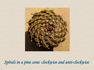 Mathematics-Fibonacci-sequence-and-Patterns.ppt